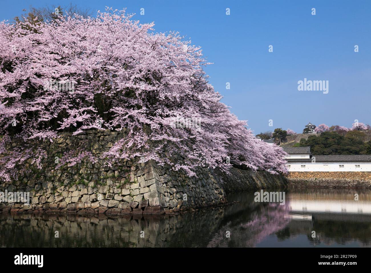 Hikonejo hi-res stock photography and images - Alamy