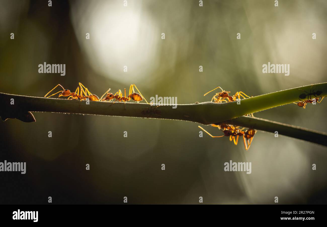 Red ants walking on tree branch with blur background of nature with ...