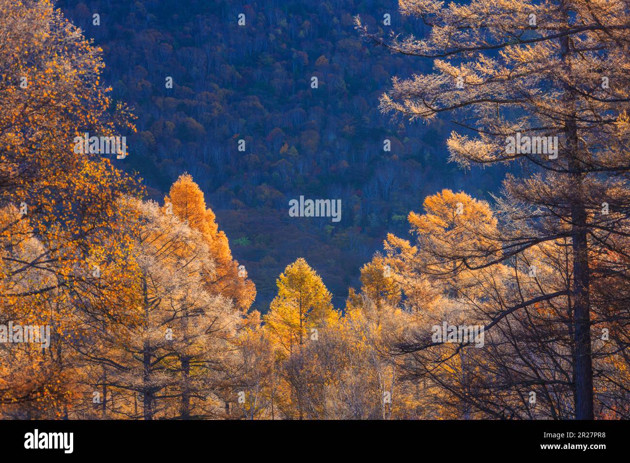 Autumn leaves of Japanese larch Stock Photo - Alamy