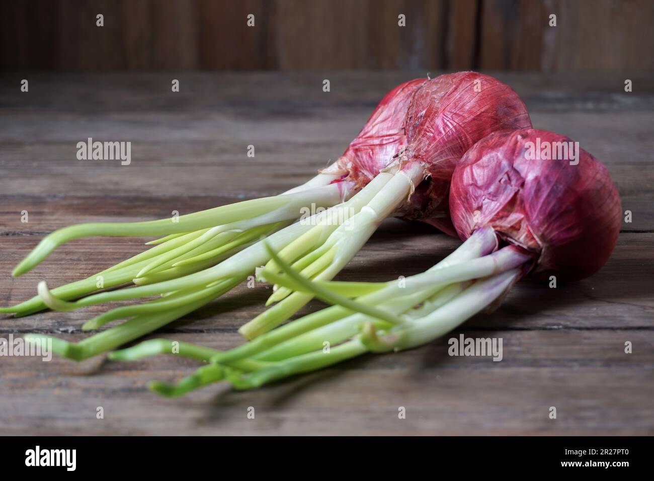 Sprouted red onion hi-res stock photography and images - Alamy