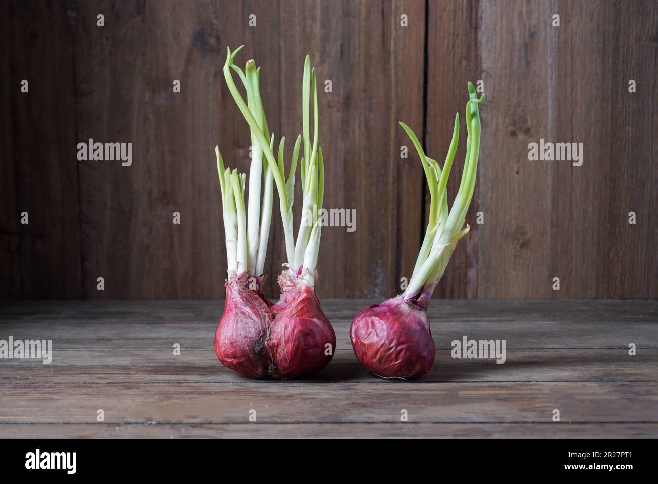 Closeup pile fresh sprouted hi-res stock photography and images - Alamy