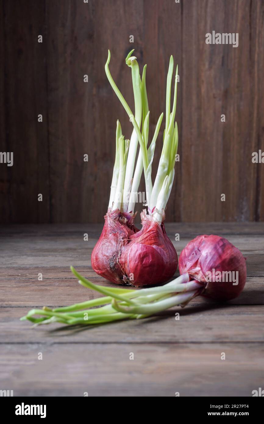 Sprouted red onion hi-res stock photography and images - Alamy