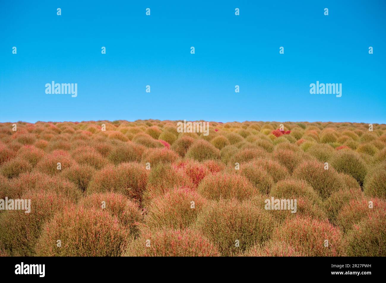 Autumn Bassia scoparia clumps and the blue sky Stock Photo - Alamy
