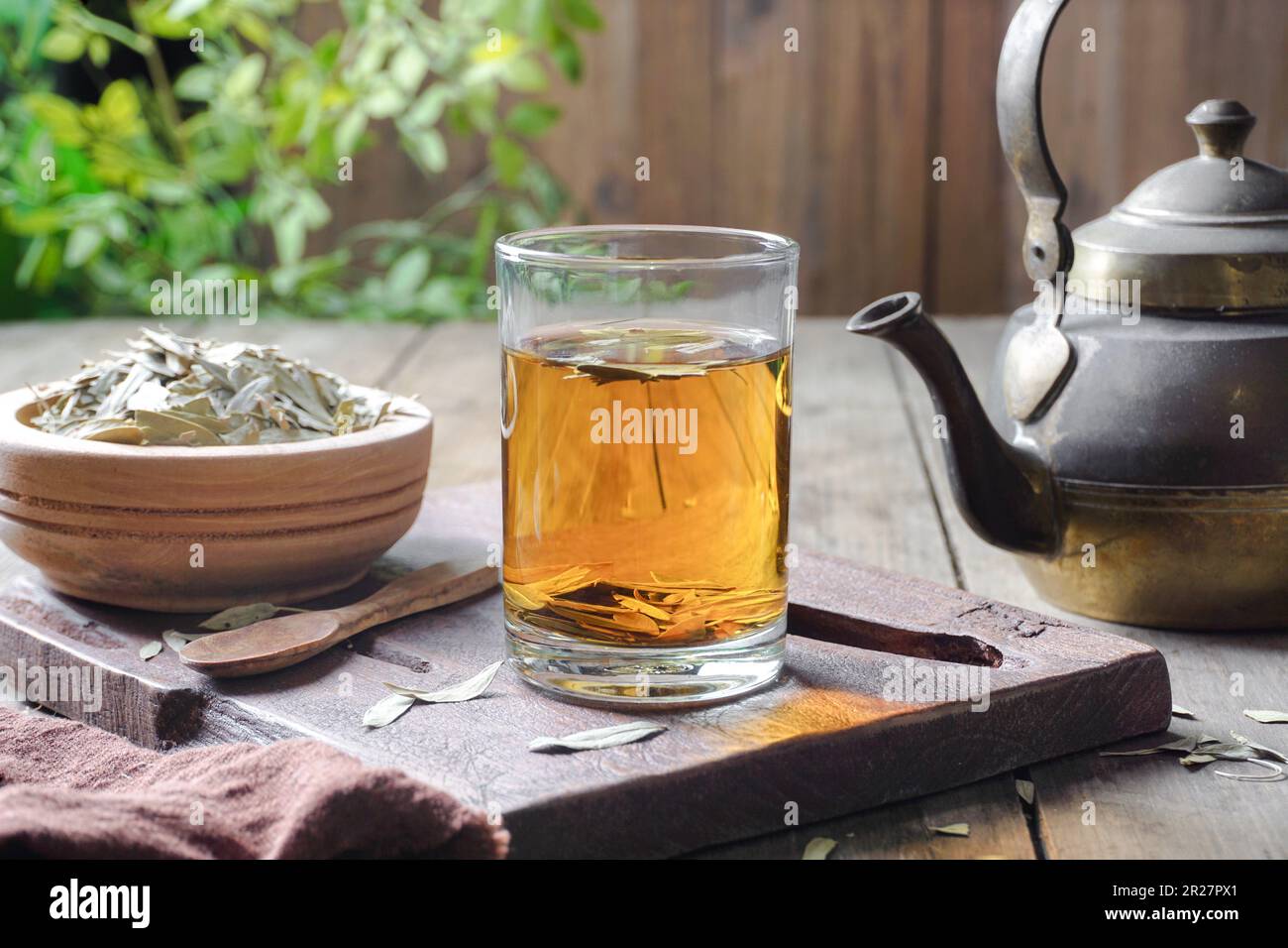 Senna tea plant hi-res stock photography and images - Alamy