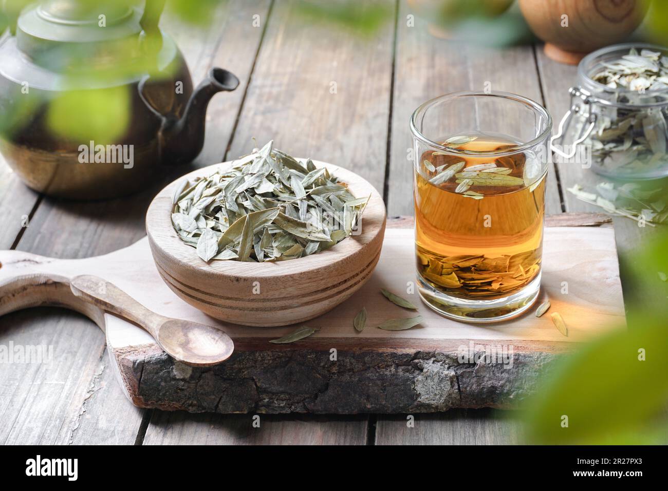 Senna tea plant hi-res stock photography and images - Alamy