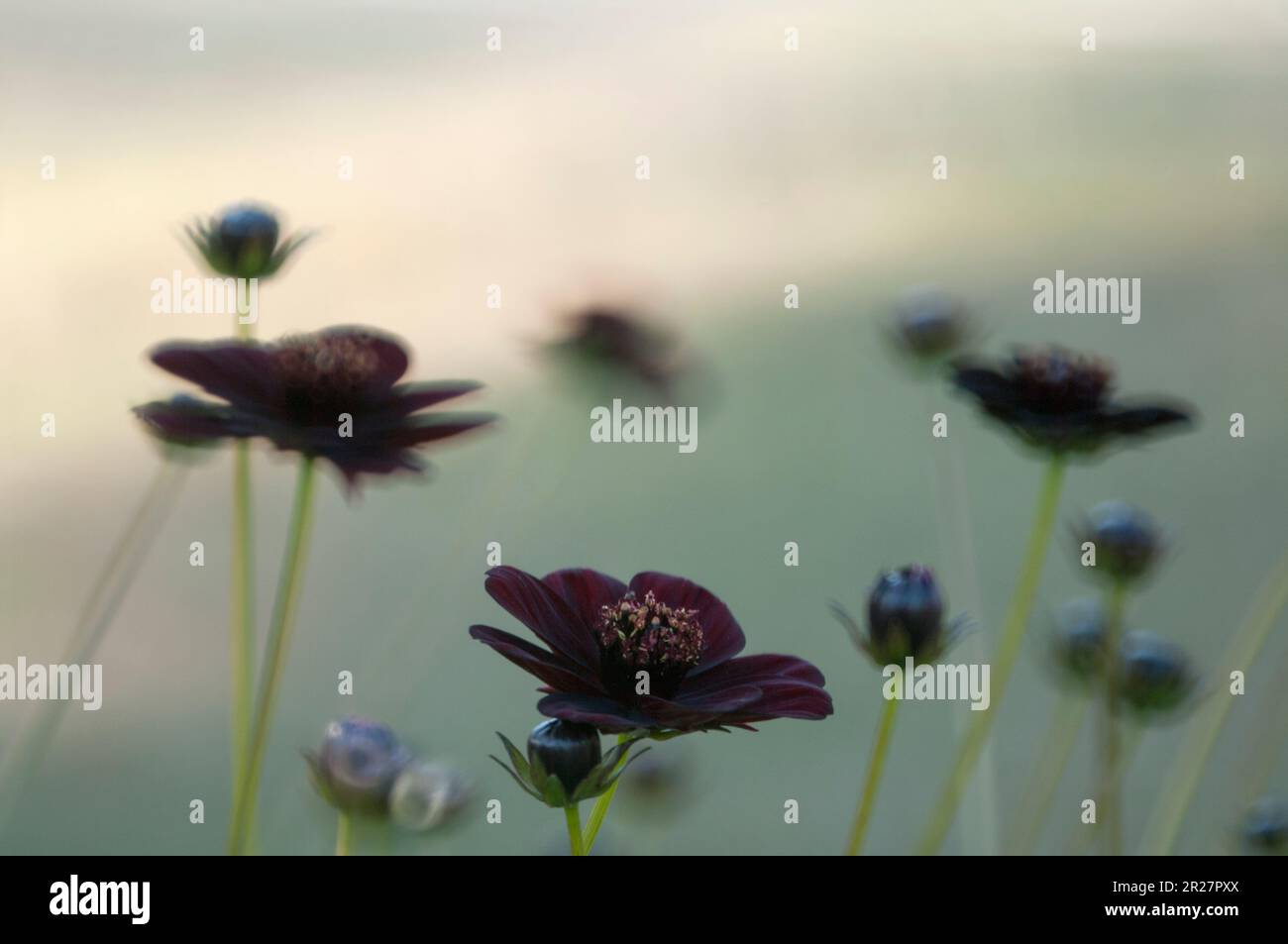 Black cosmos flower hi-res stock photography and images - Alamy