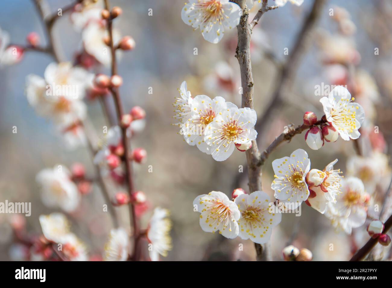 The meihua bloom Stock Photo - Alamy