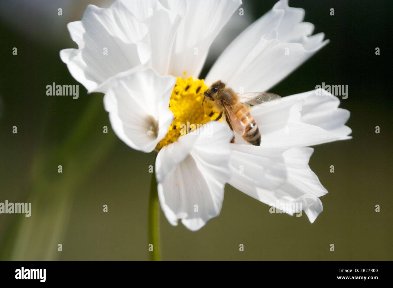 Bees and Cosmos Stock Photo - Alamy