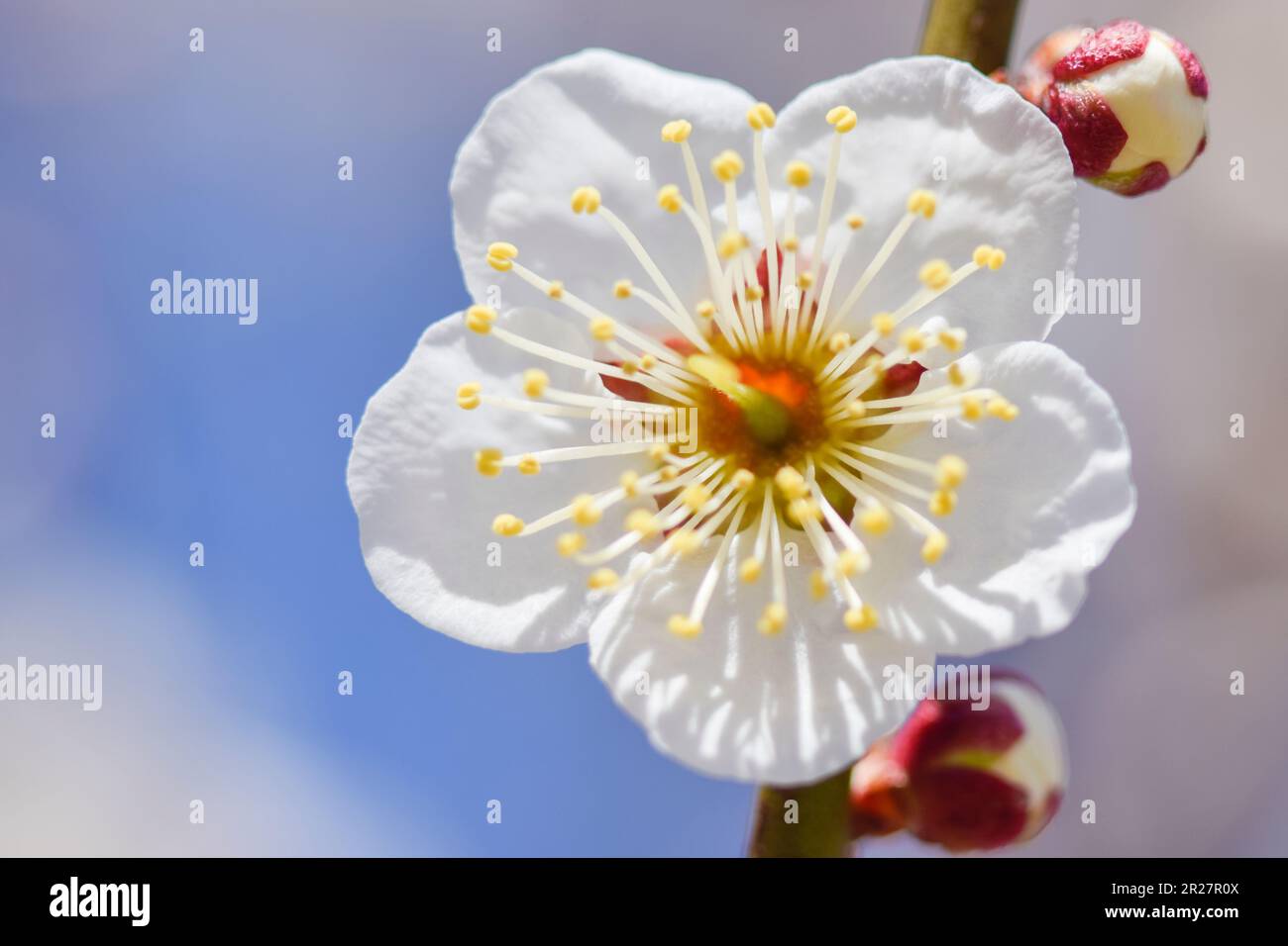Super zoom hi-res stock photography and images - Alamy