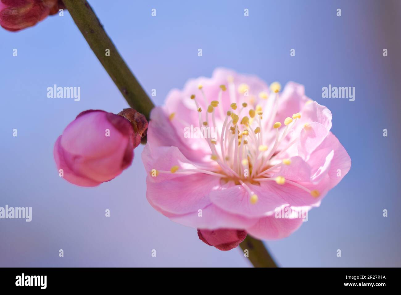 An ume tree hi-res stock photography and images - Alamy