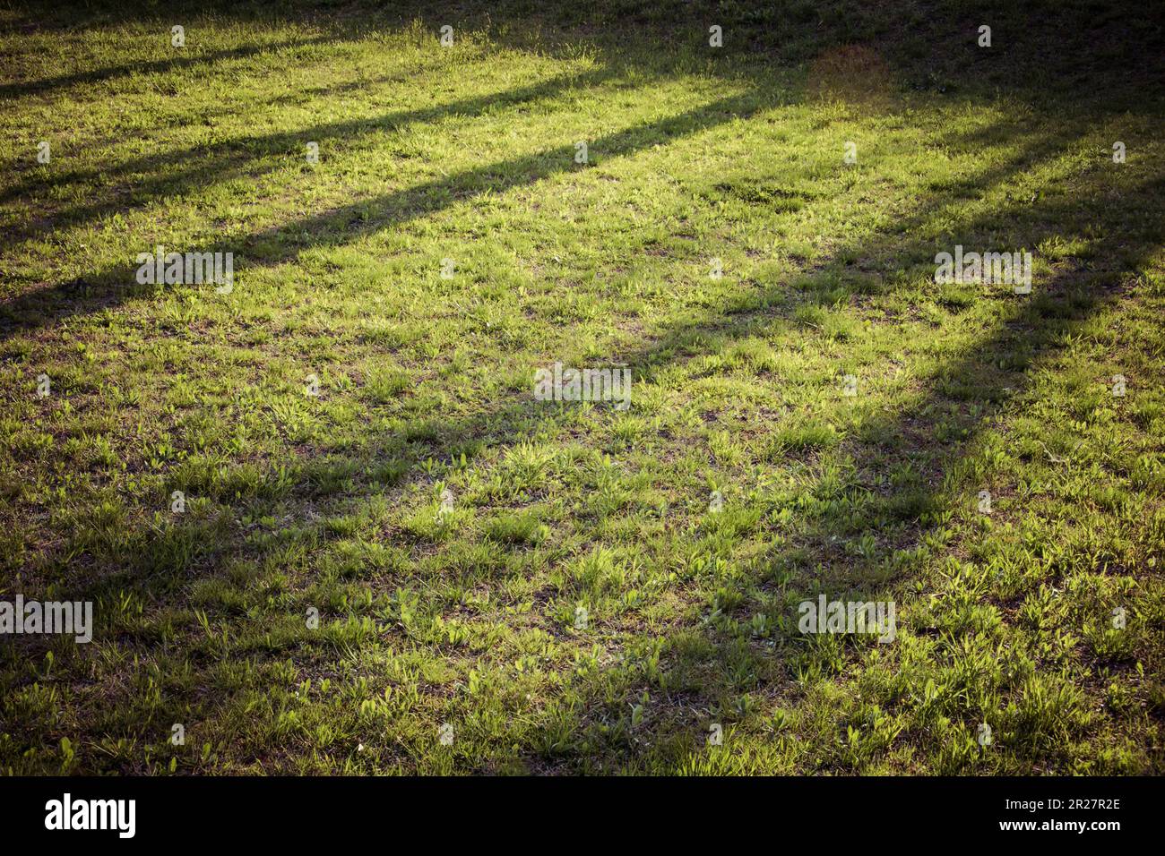 The green grass and shadow of trees Stock Photo - Alamy