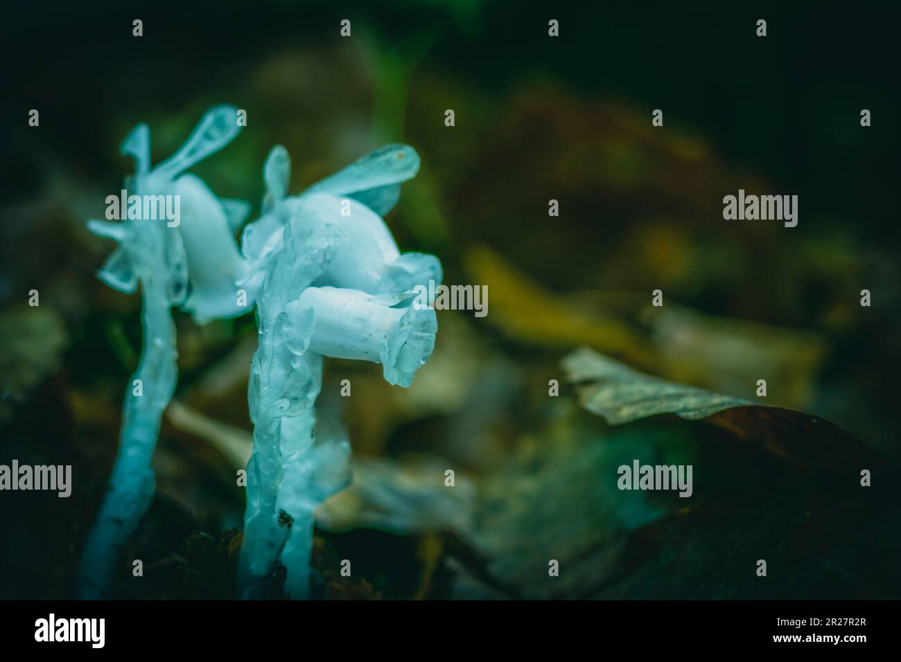 Pipe thicket hi-res stock photography and images - Alamy