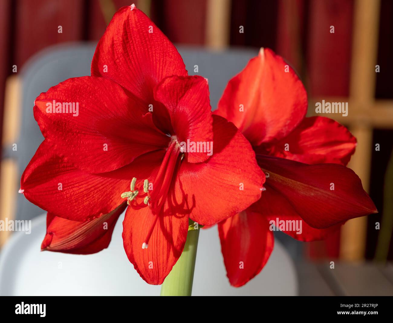 'Red Heart' Hippeastrum, Amaryllis (Hippeastrum x hortorum Stock Photo ...