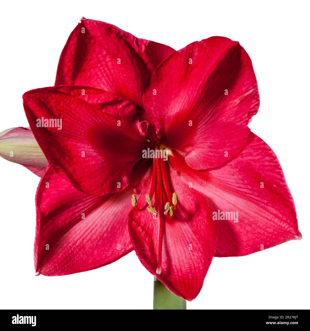 'Pink Star' Hippeastrum, Amaryllis (Hippeastrum x hortorum Stock Photo ...