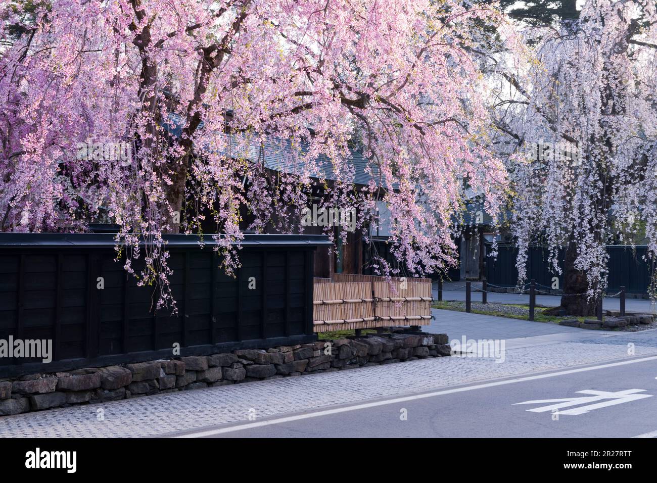 Sakura bloom at Kakunodate samurai mansion Stock Photo - Alamy