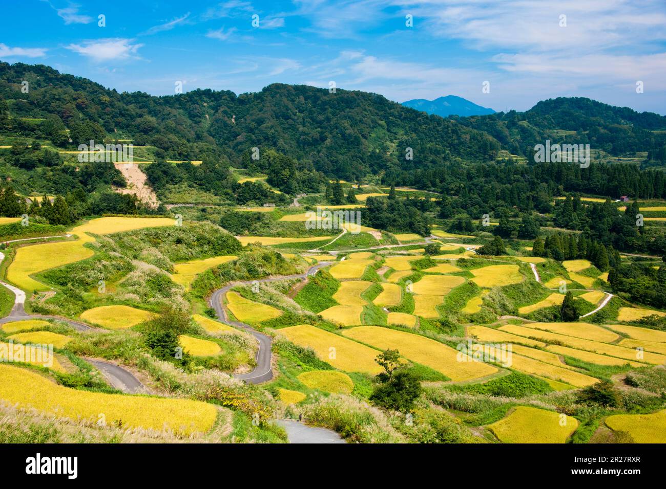 Japan niigata rice hi-res stock photography and images - Alamy