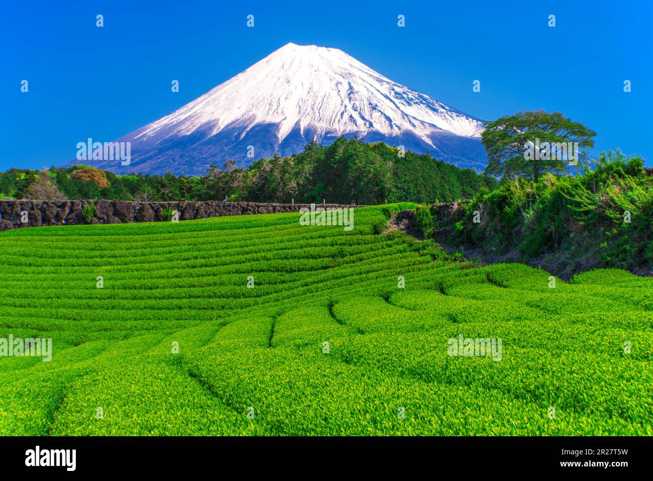 Tea Plantations and Mount Fuji Stock Photo - Alamy