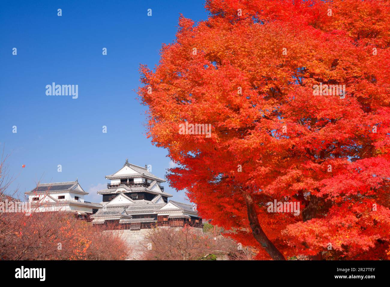 Fall colors and Matsuyama Castle Stock Photo - Alamy