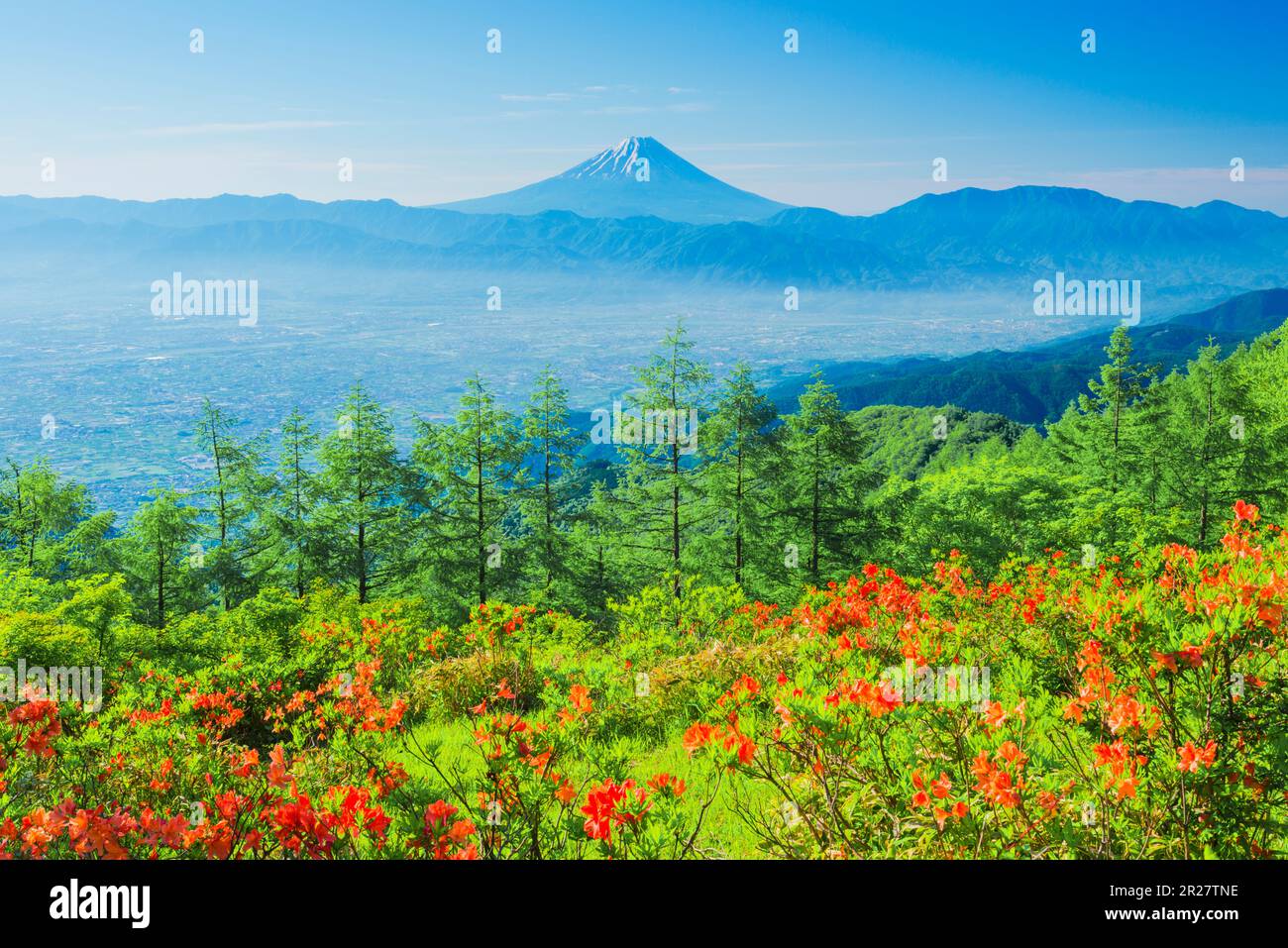 Mt. Fuji overlooked from Mt.Amari with blooming?Japanese azalea Stock ...