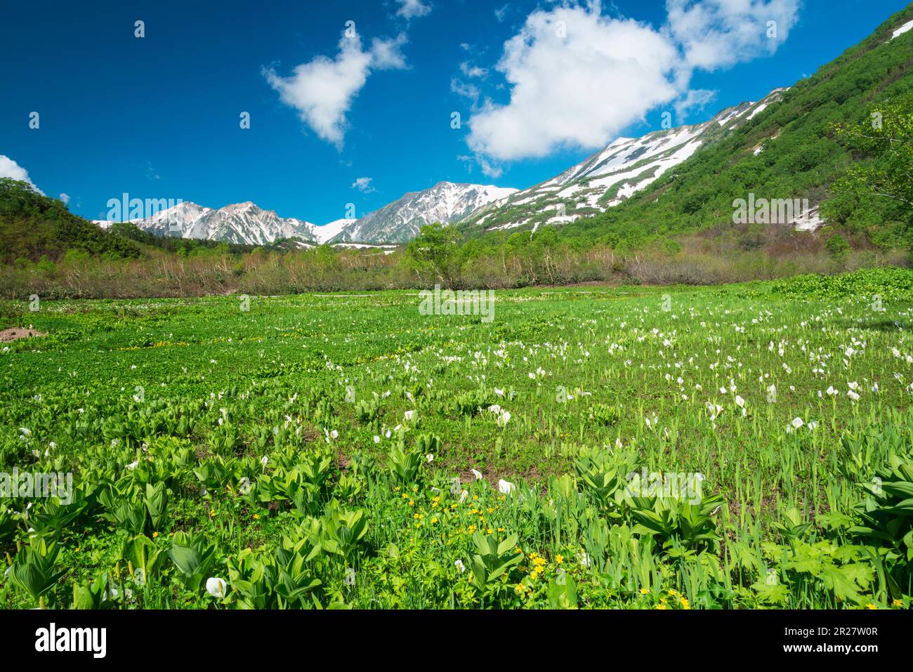 Three Hakuba Mountains seen from Tsugaike Nature Park Stock Photo - Alamy