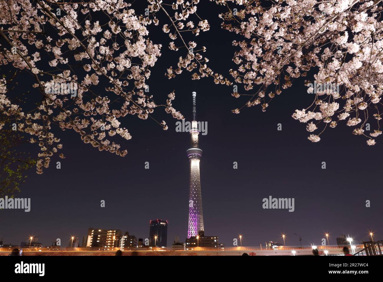 Cherry blossoms at night in Sumida Park and the Sky Tree Stock Photo ...