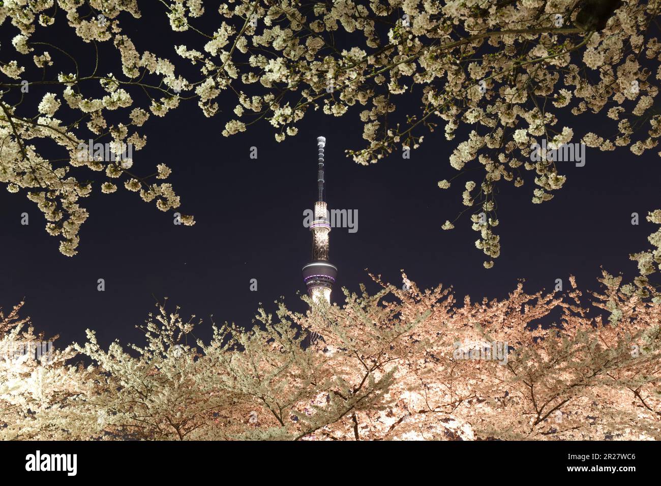 Cherry blossoms at night in Sumida Park and the Sky Tree Stock Photo ...