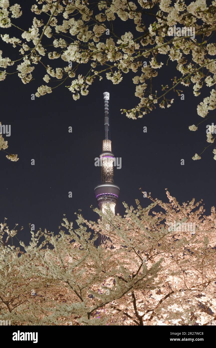 Cherry blossoms at night in Sumida Park and the Sky Tree Stock Photo ...