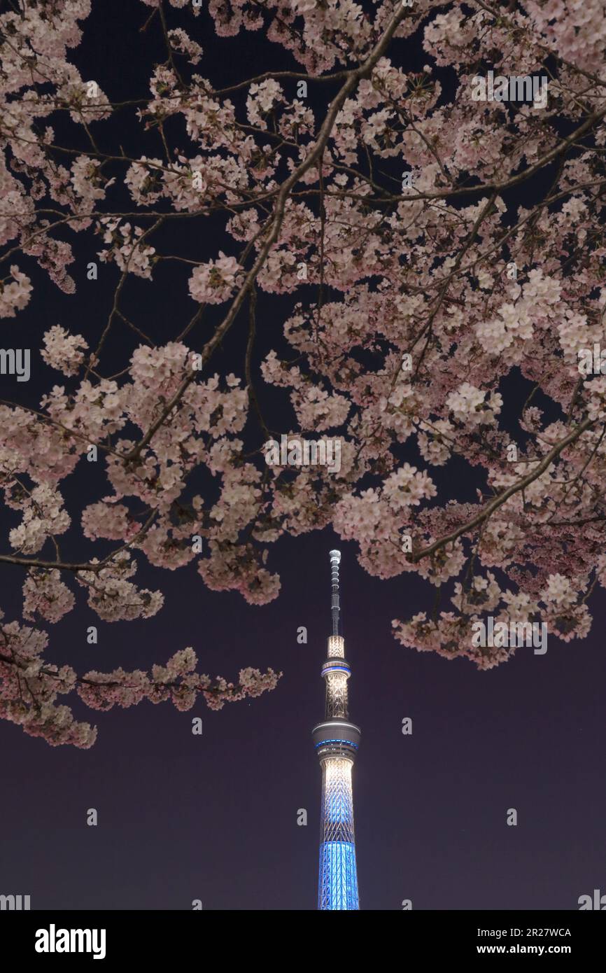 Cherry blossoms at night in Sumida Park and the Sky Tree Stock Photo ...