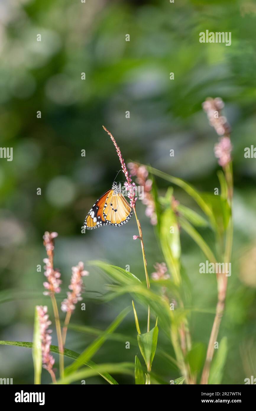 Beautiful Plain tiger butterfly wing side view, butterfly drinking ...
