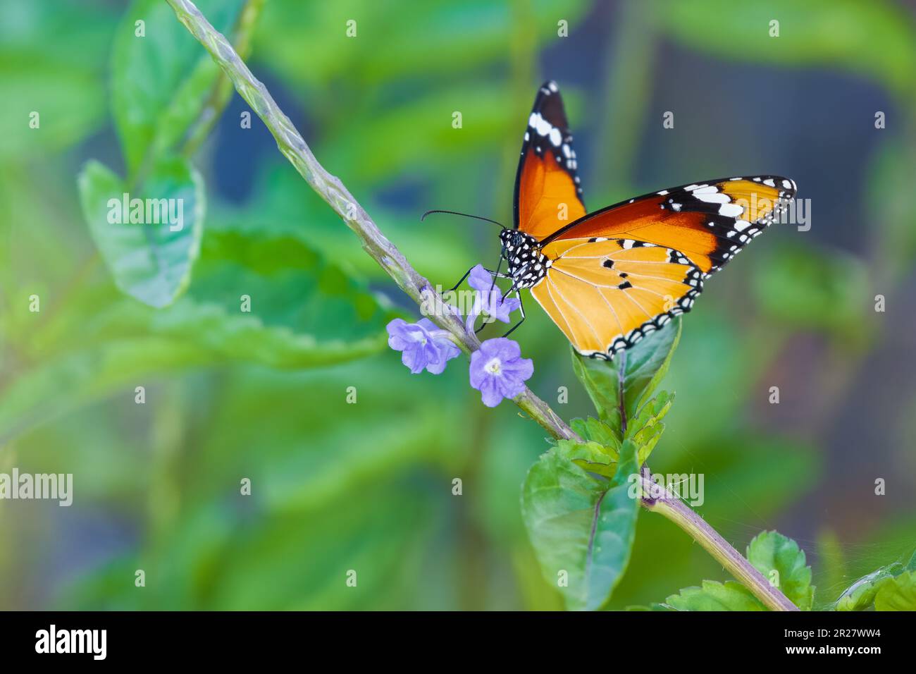 Beautiful African monarch butterfly closeup photograph, sipping nectar ...
