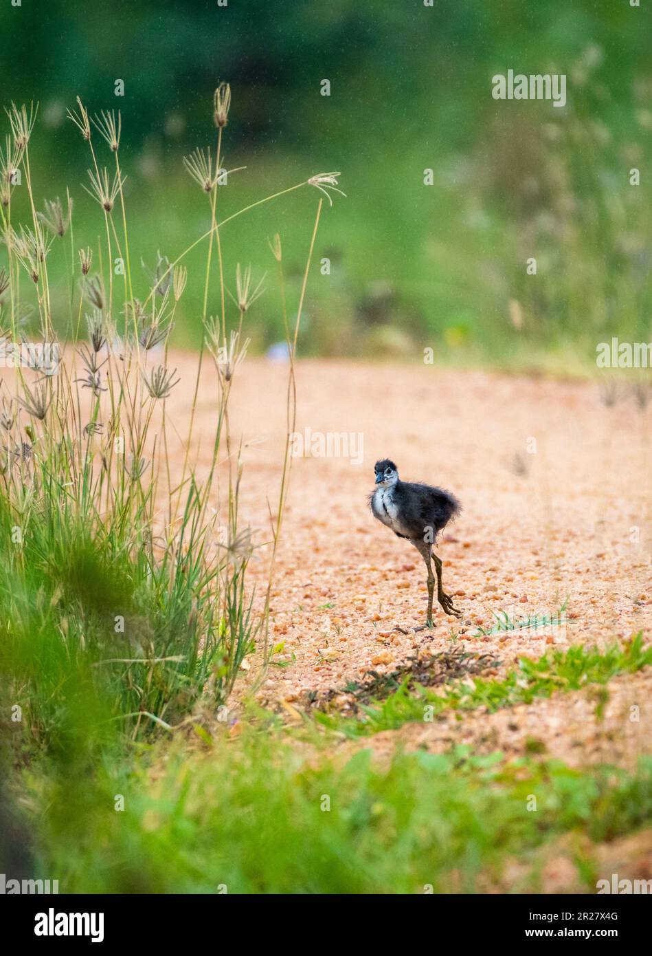 White breasted waterhen baby hi-res stock photography and images - Alamy