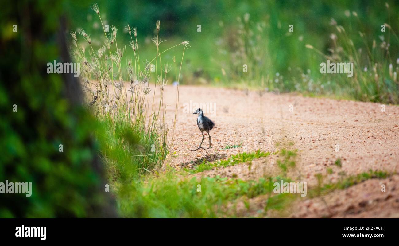 White-breasted Waterhen chick lost near the lake, searching for its ...