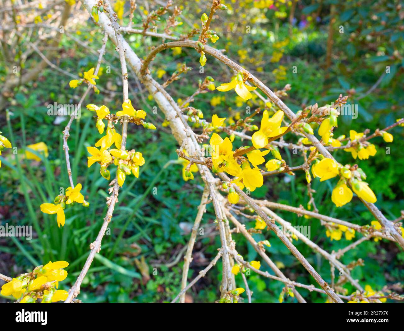 Yellow Forsythia Flowers Plant Stock Photo - Alamy