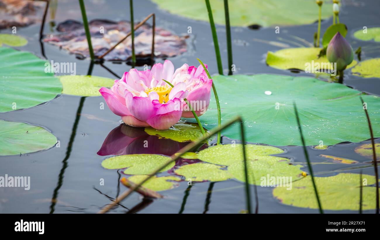 Beautiful Nelumbo nucifera flower rises above the water and floats with ...