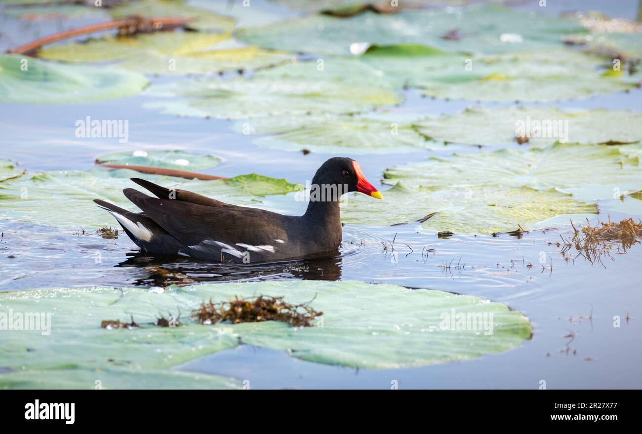 Eurasian moorhen swims through the vegetation of the tropical lake ...