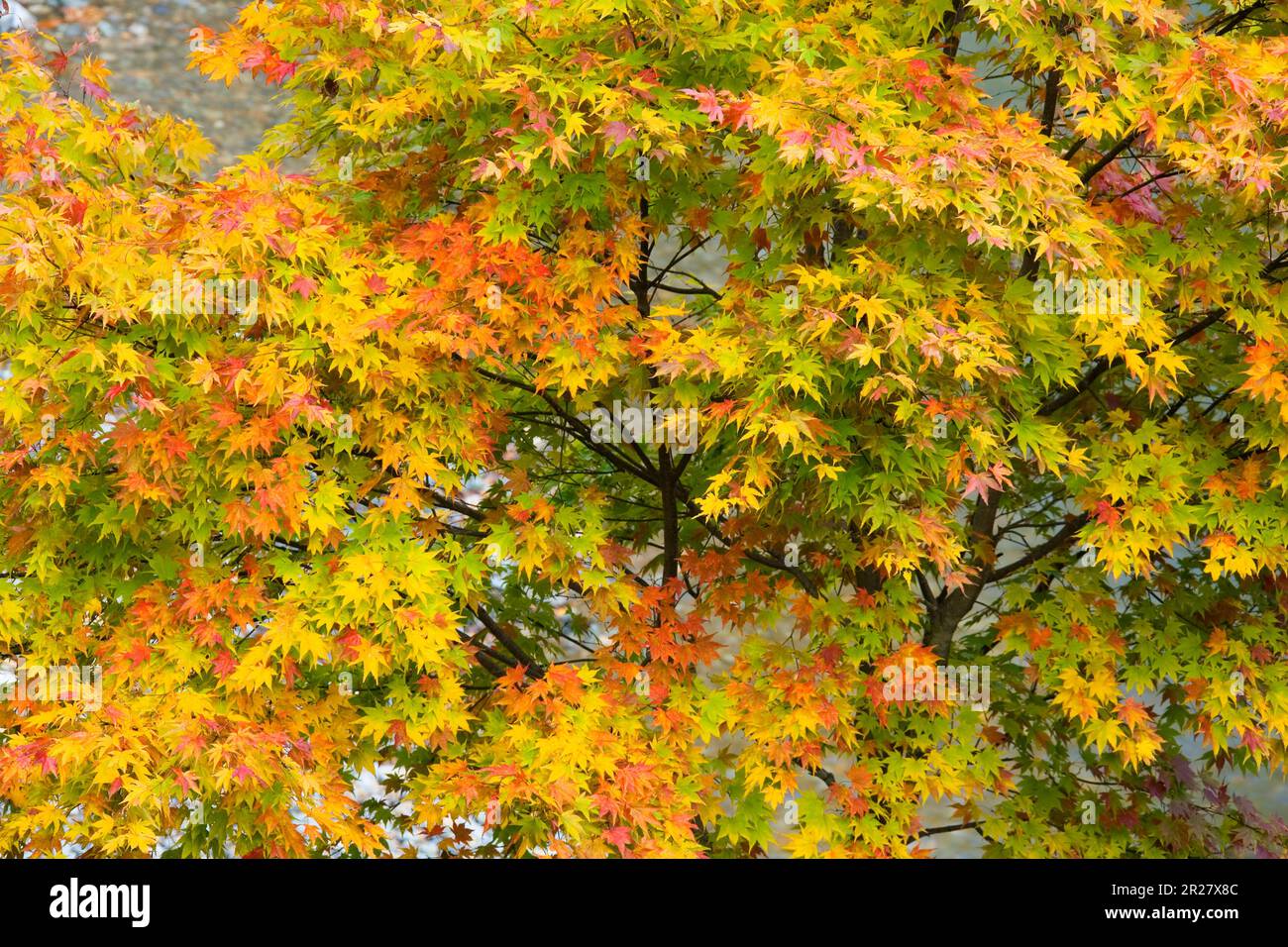 Acer amoenum matsumurae hi-res stock photography and images - Alamy