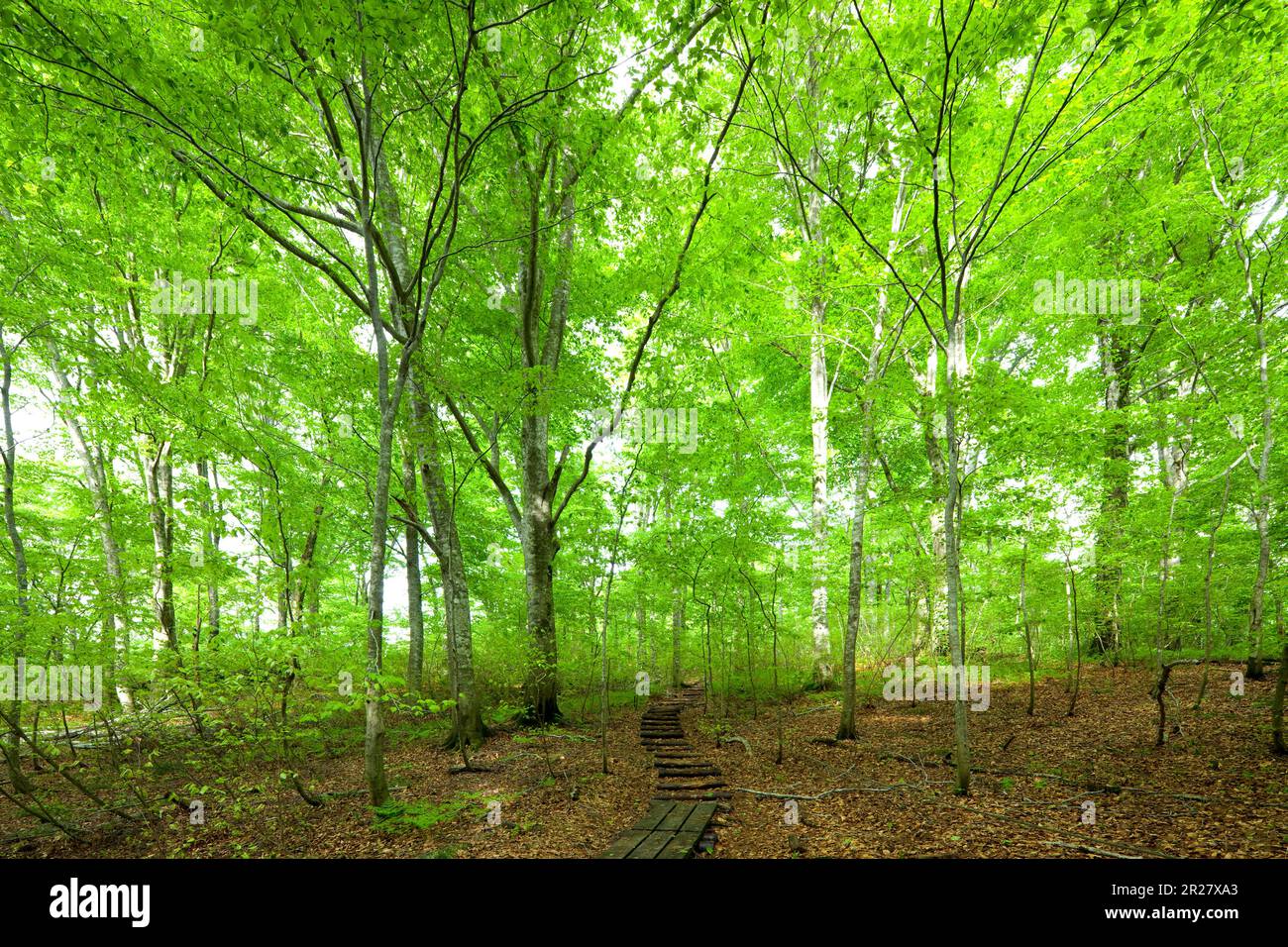 Beech tree grove hi-res stock photography and images - Alamy