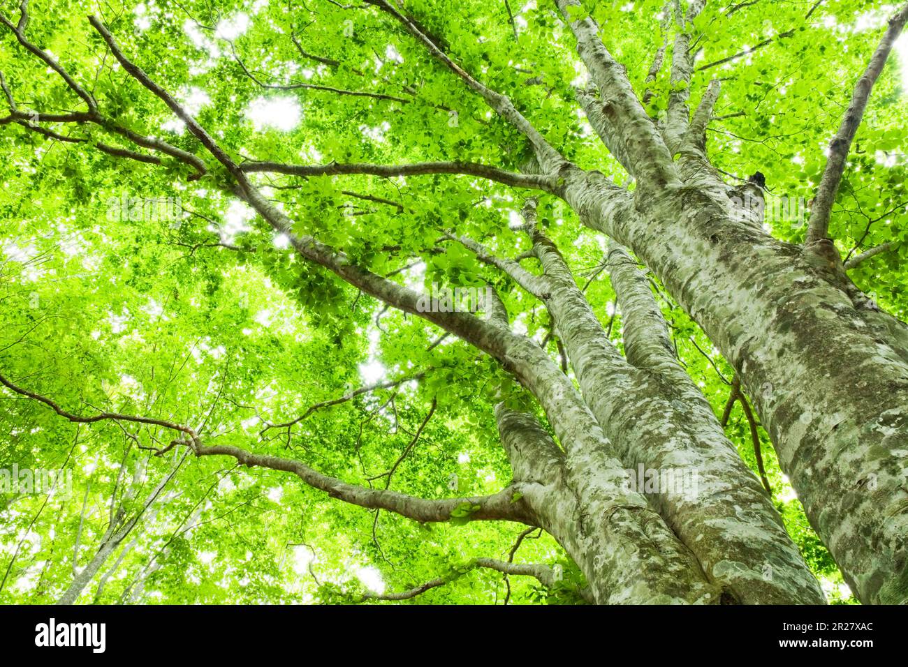 Batai mountains hi-res stock photography and images - Alamy