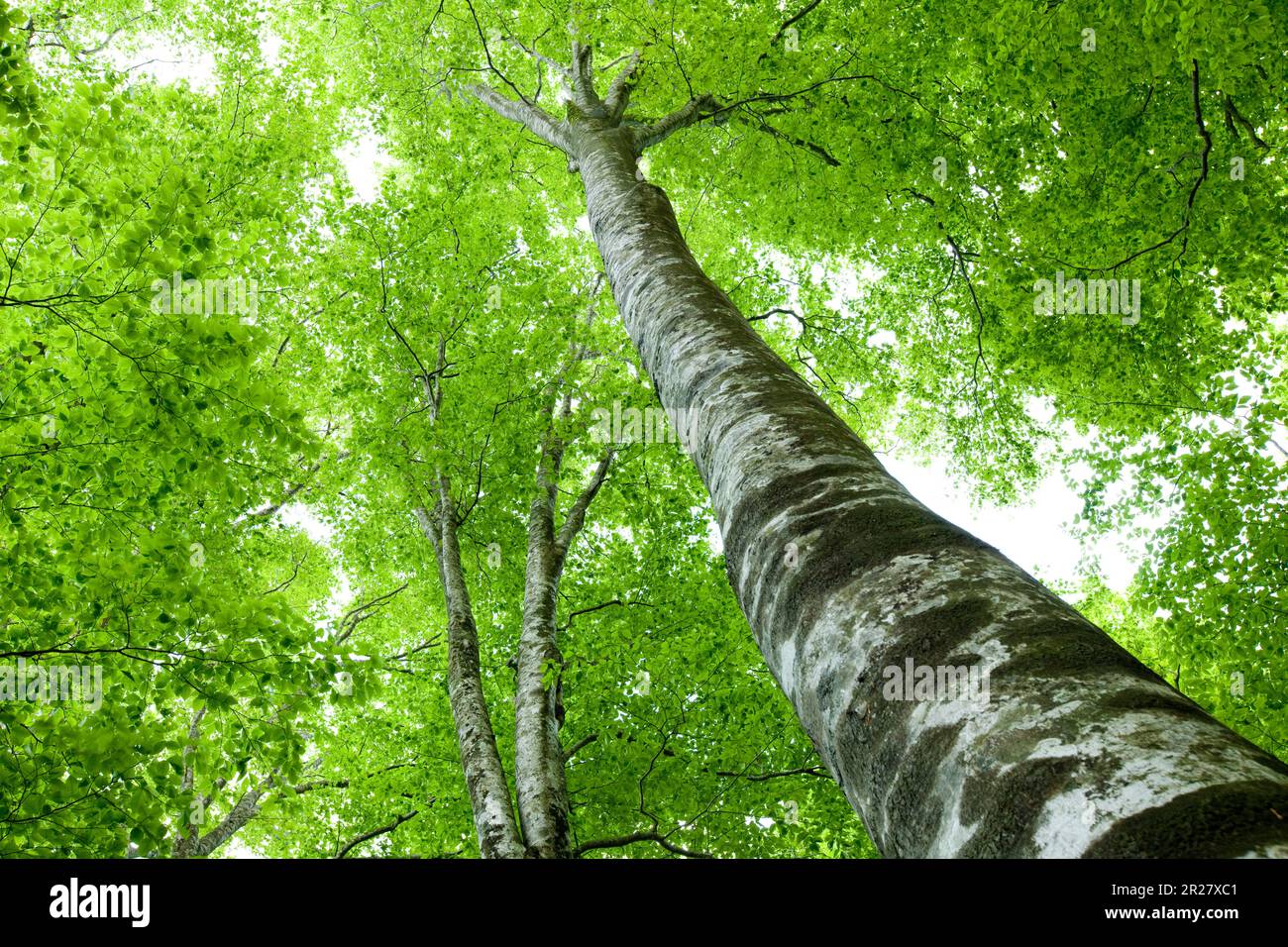 Upright view of Green beech trees, Shirakami-Sanchi Stock Photo - Alamy
