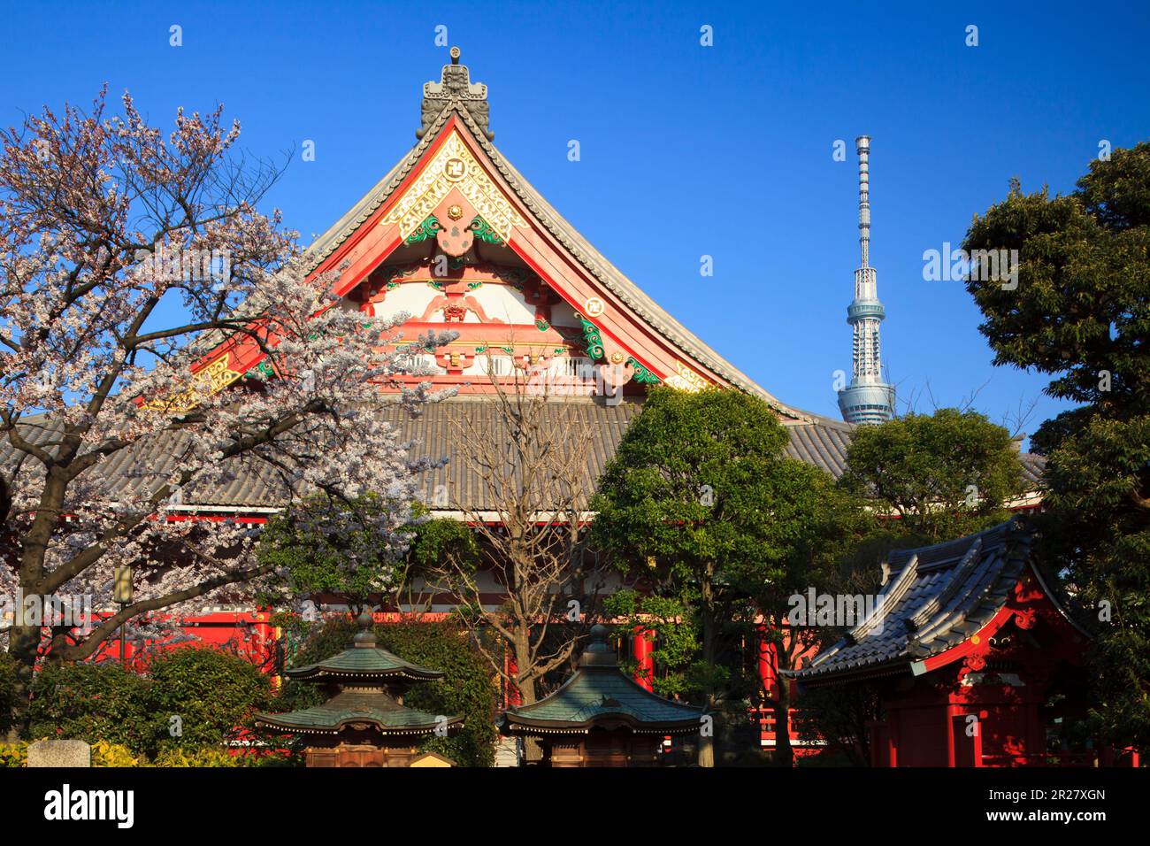 Blooming cherry blossom trees at the main hall of Sensoji Temple and ...