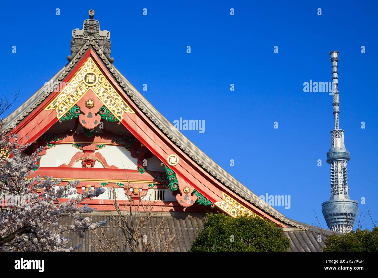 Blooming cherry blossom trees at the main hall of Sensoji Temple and ...