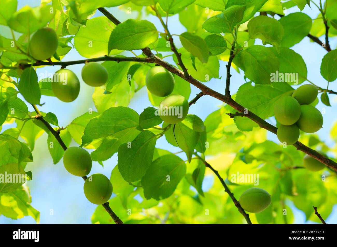 Prunus mume fruit hi-res stock photography and images - Alamy