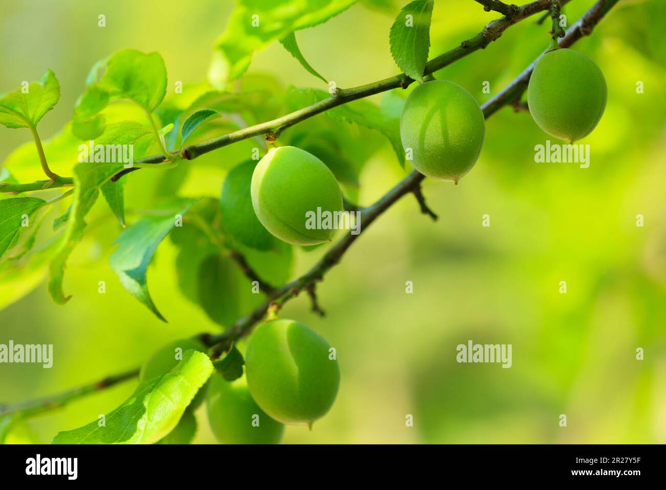Prunus mume fruit hi-res stock photography and images - Alamy