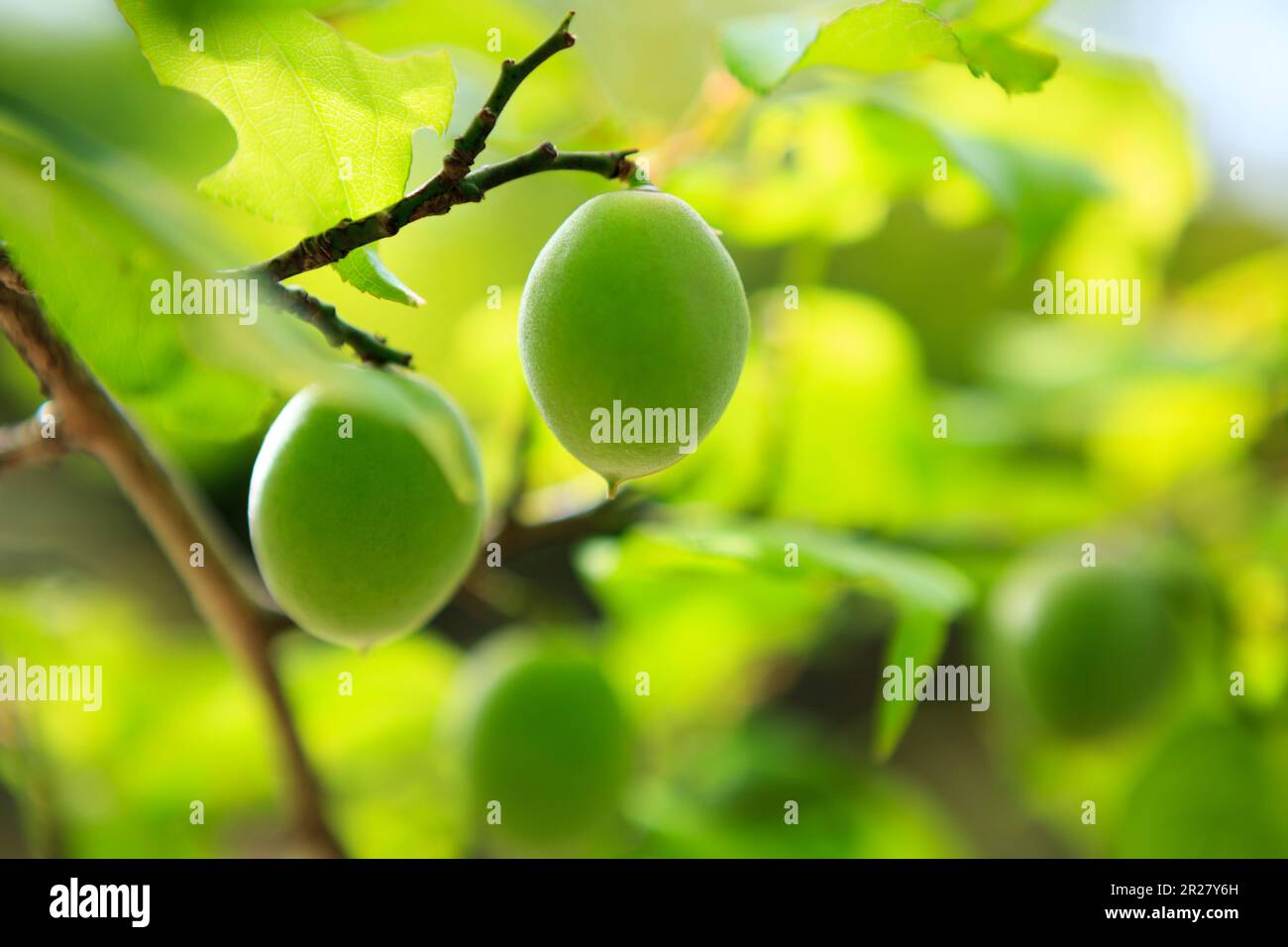 Prunus mume fruit hi-res stock photography and images - Alamy