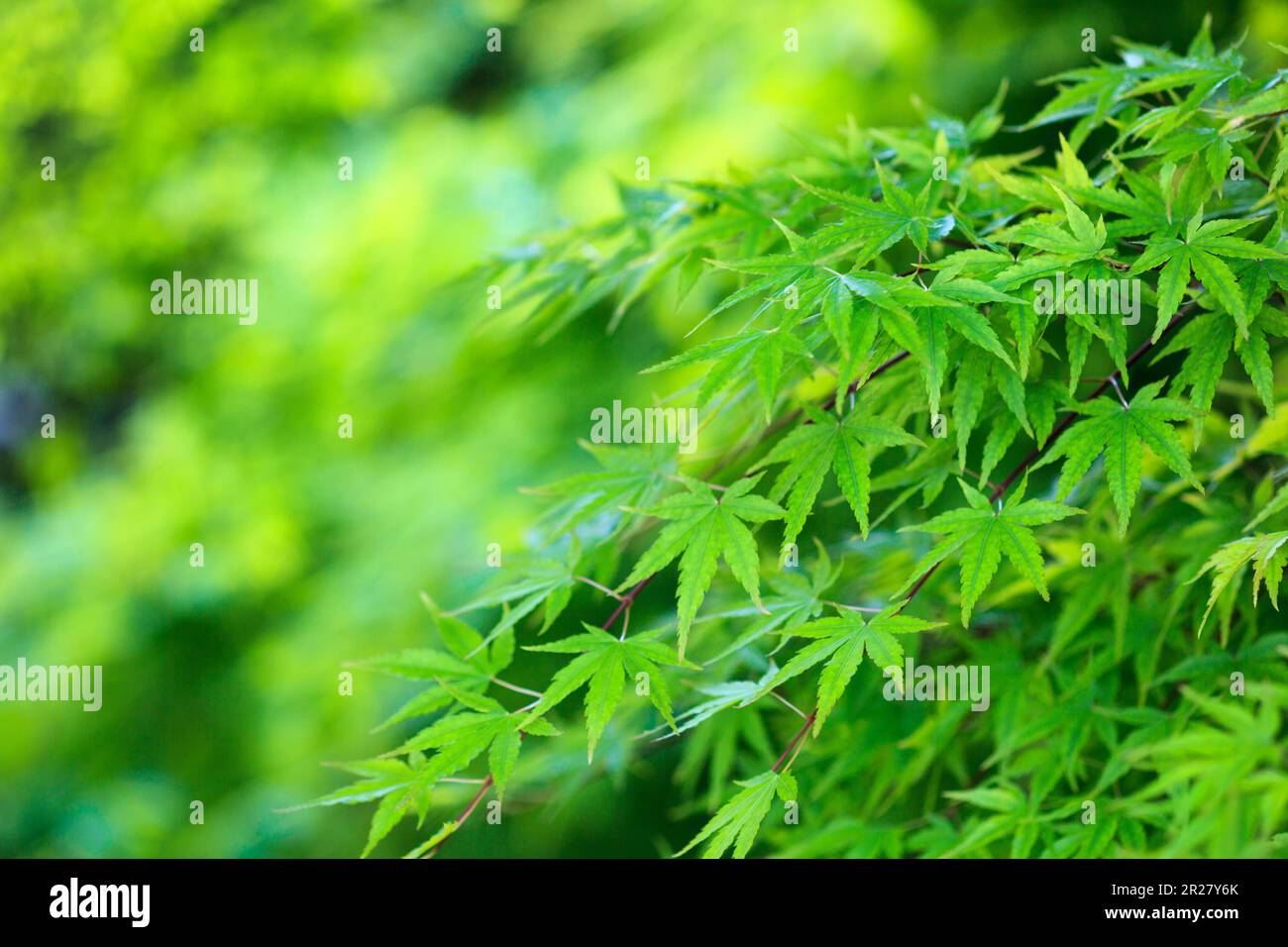 Fresh maple greenery Stock Photo - Alamy
