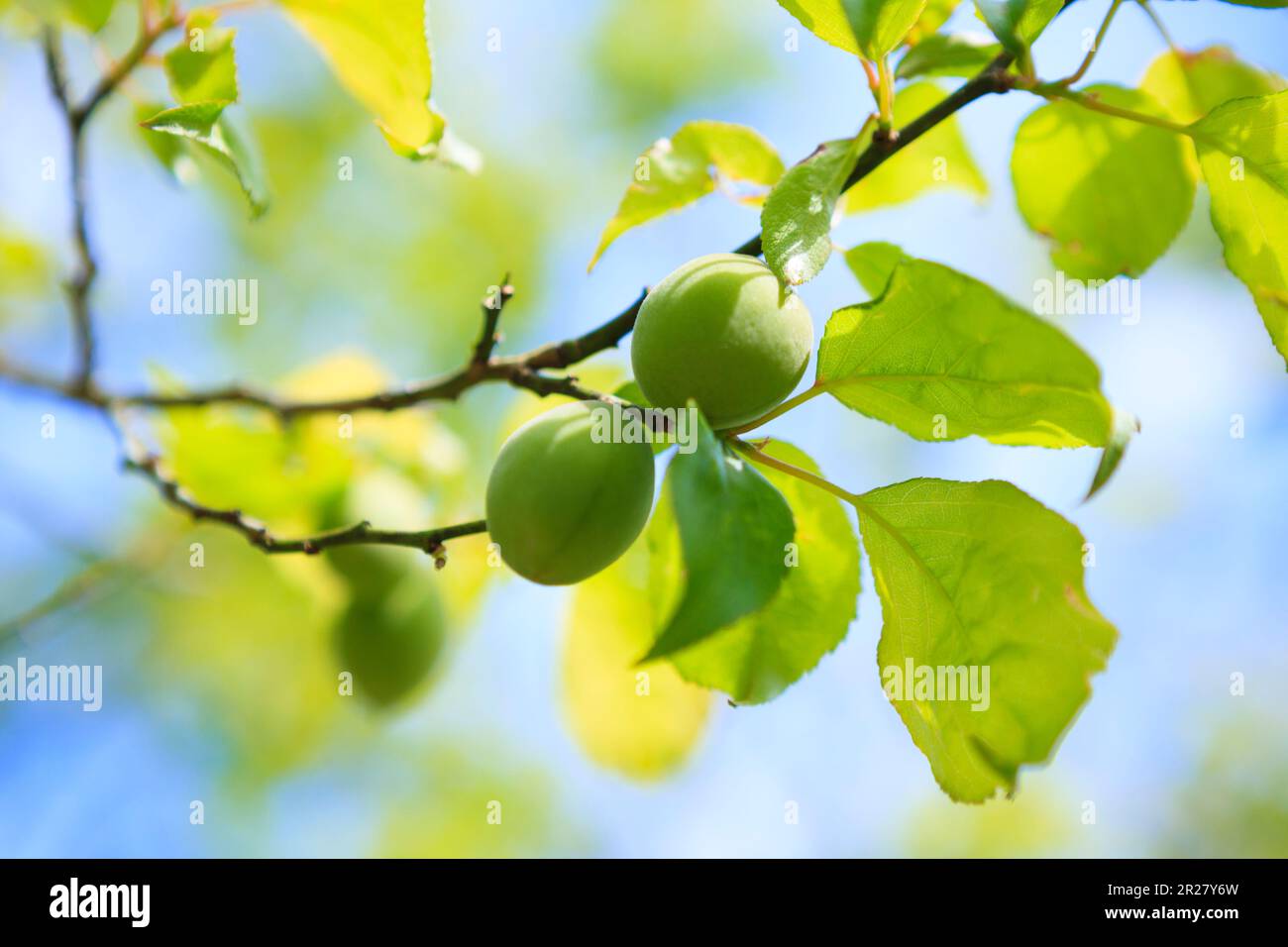 Prunus mume fruit hi-res stock photography and images - Alamy