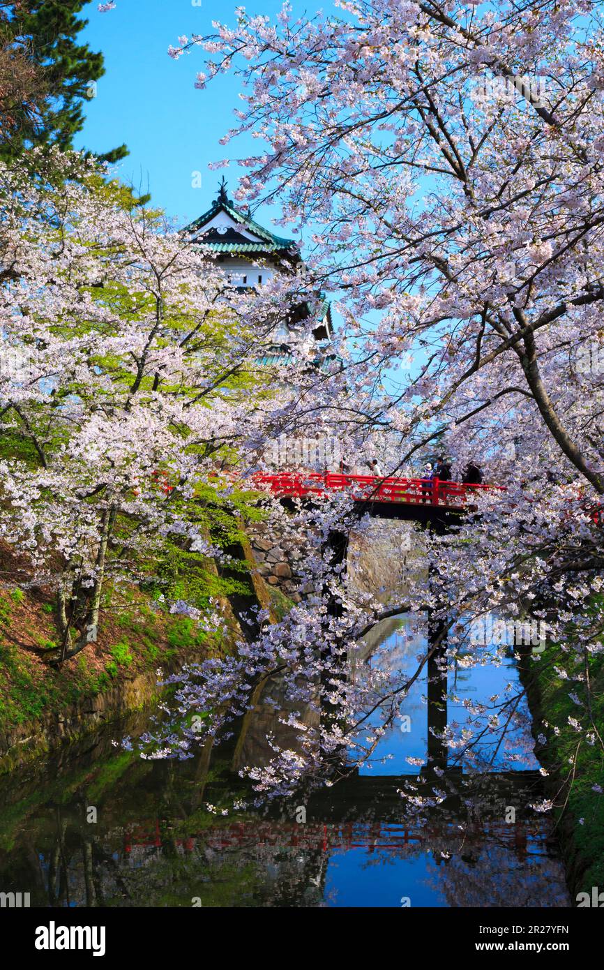 Cherry blossoms of inner moat, Gejyo Bridge and Hirosaki Castle in ...