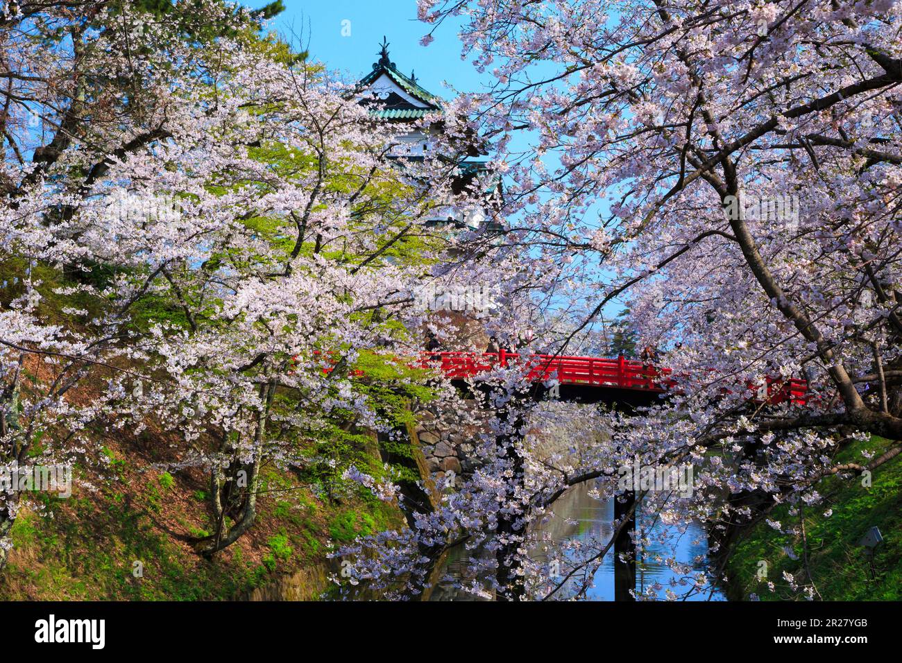 Cherry blossoms of inner moat, Gejyo Bridge and Hirosaki Castle in ...