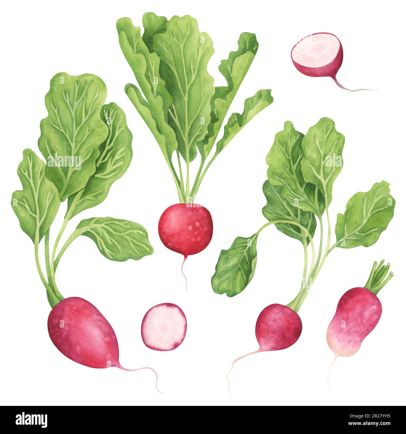 Radish Botanical Drawing