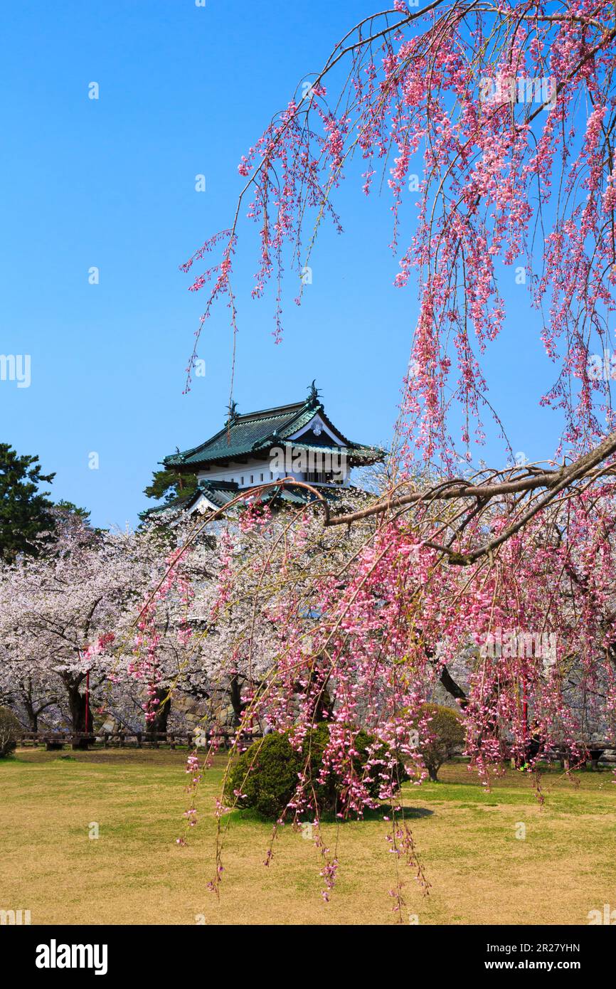 Weeping yoshino cherry tree hi-res stock photography and images - Alamy
